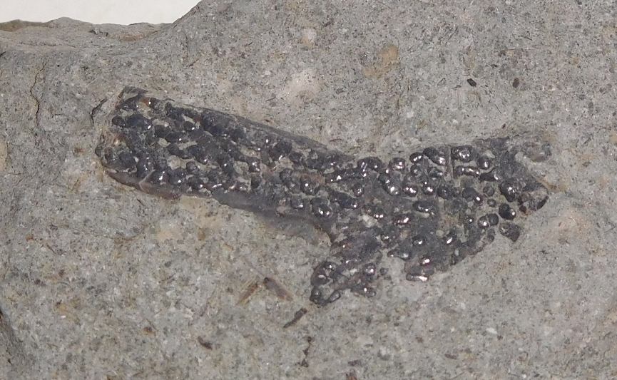 Dapedium punctatum - Member Collections - The Fossil Forum