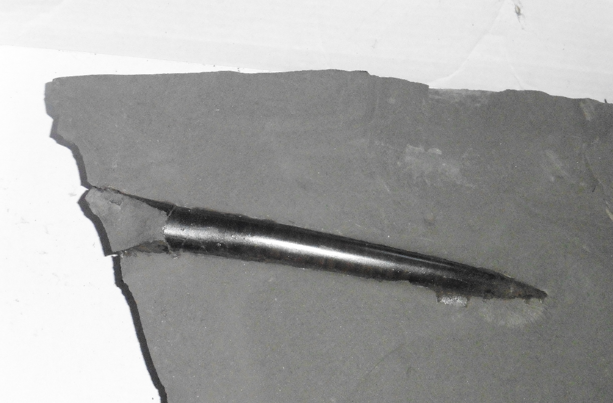 Acrocoelites rauri - Member Collections - The Fossil Forum