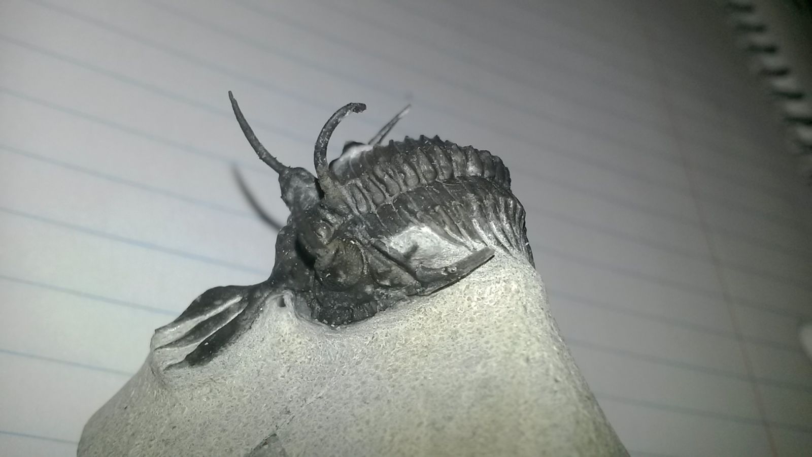 Slightly above. - Member Collections - The Fossil Forum