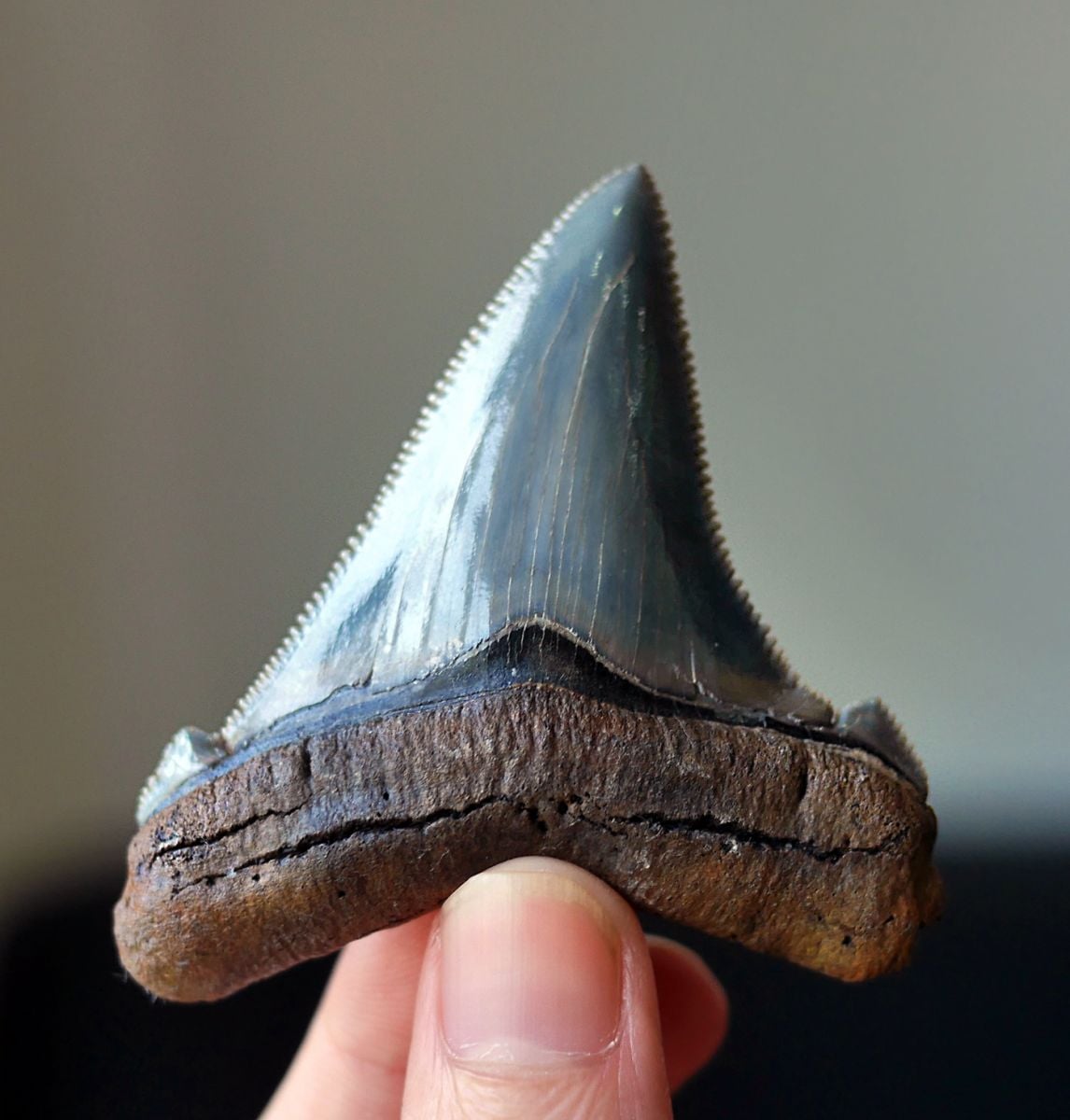 Gem Shark tooth (Carcharocles angustidens) - Sharks, Rays and Skates ...
