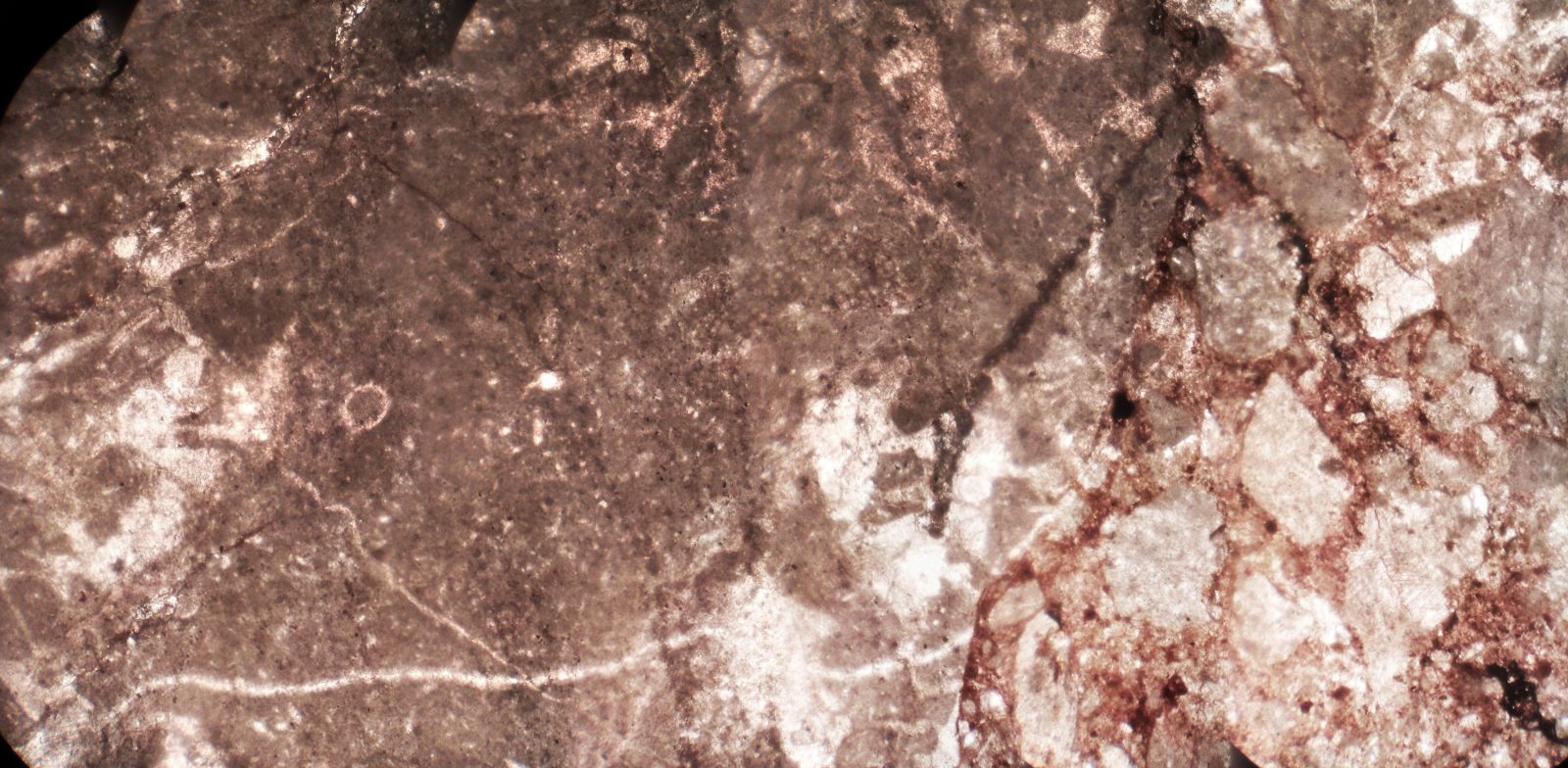 Complete thin section images - The Fossil Forum