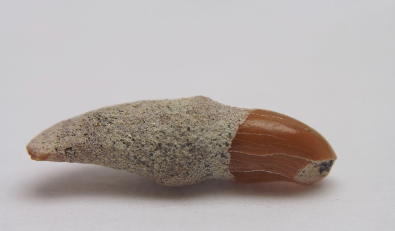 Dolphin Tooth #1 - Member Collections - The Fossil Forum