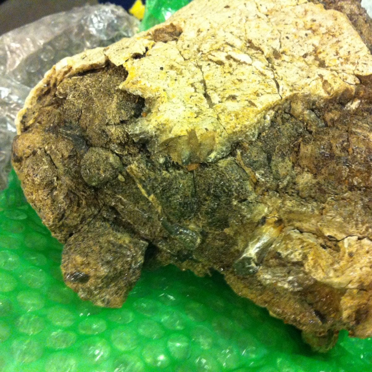 therapod copro with bones (allegedly) - Member Collections - The Fossil ...