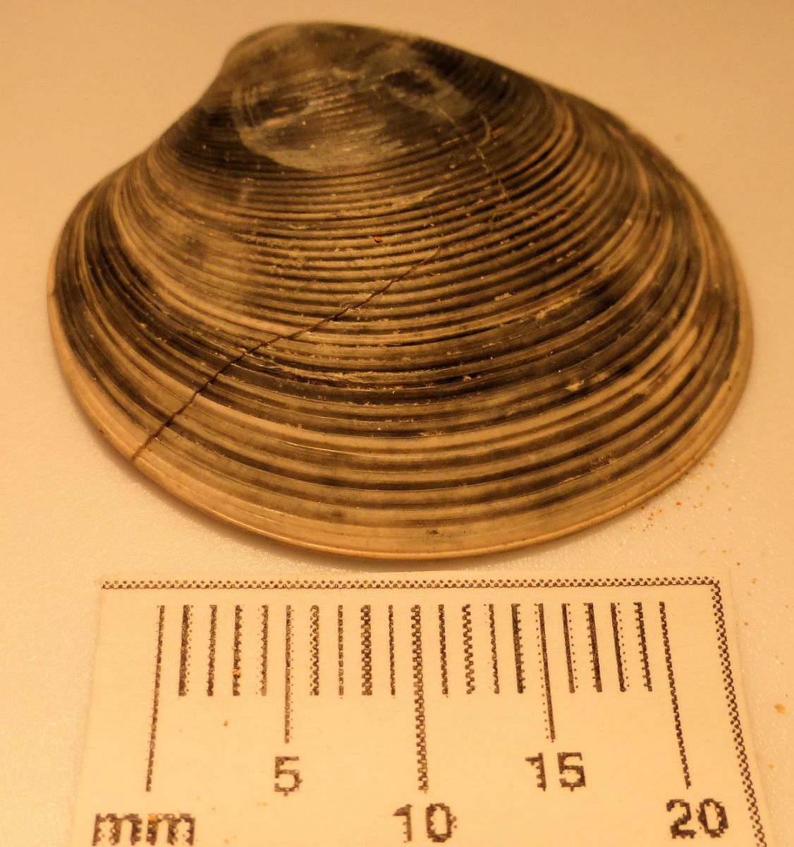 Pitar Sp. - Member Collections - The Fossil Forum