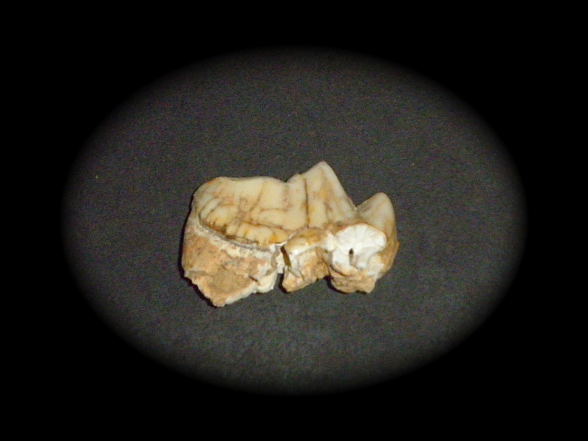 Carnivore Mammal tooth - Member Collections - The Fossil Forum