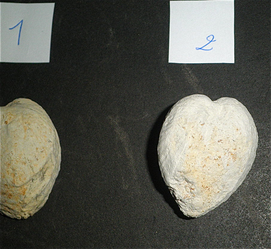 Internal casts - Member Collections - The Fossil Forum