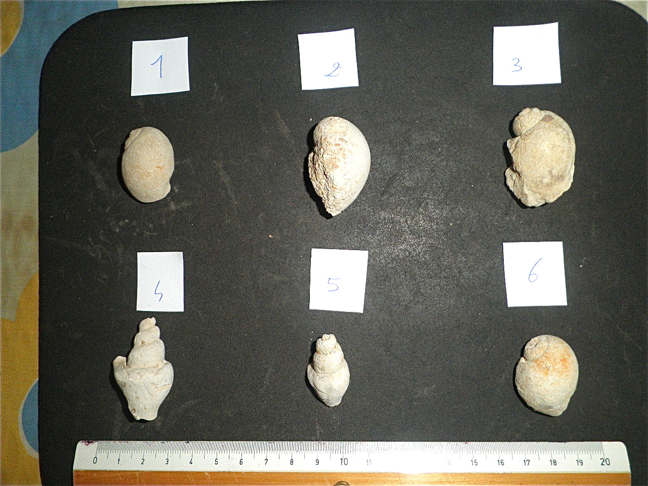 Internal casts - Member Collections - The Fossil Forum