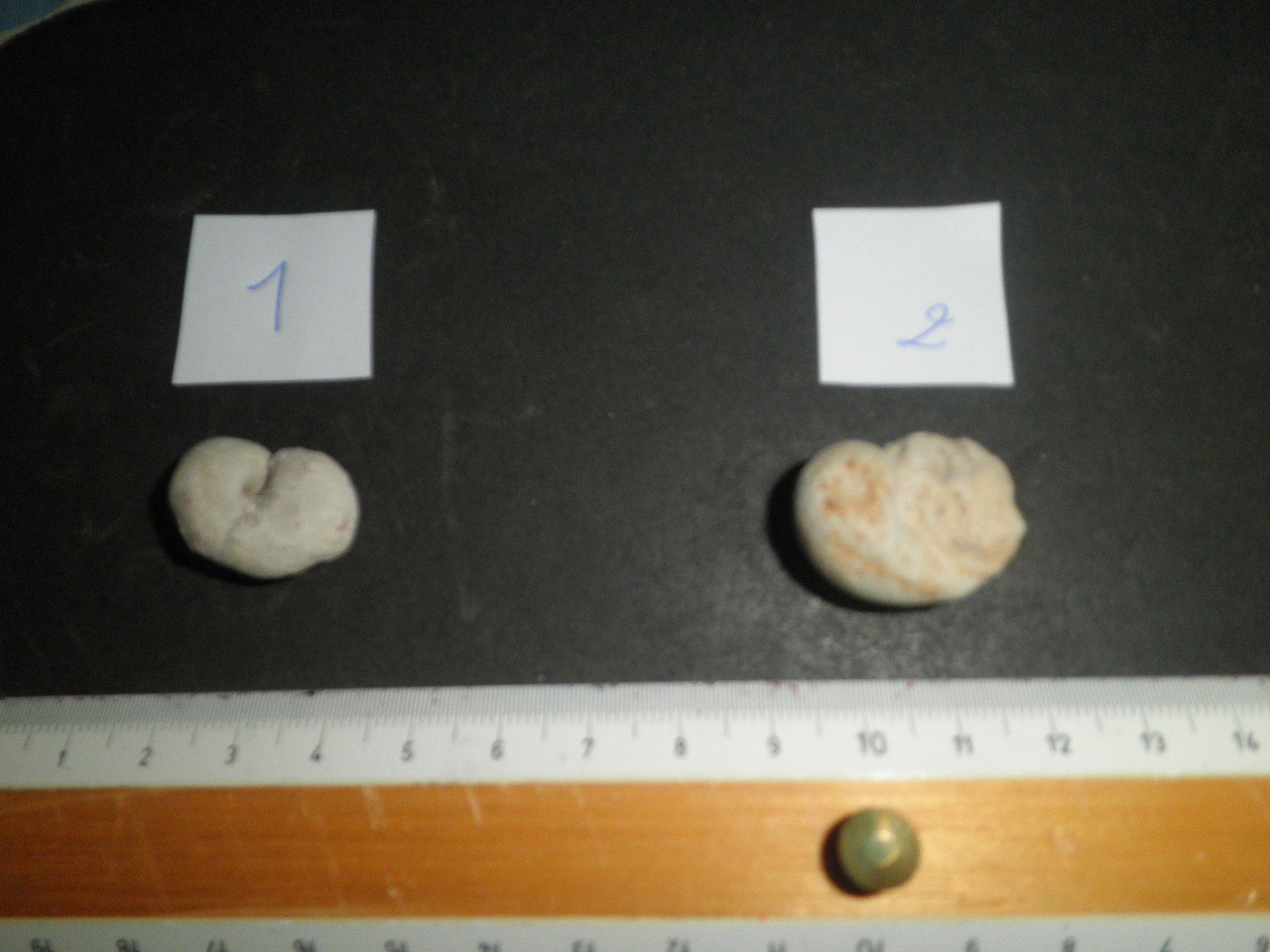 Internal casts - Member Collections - The Fossil Forum