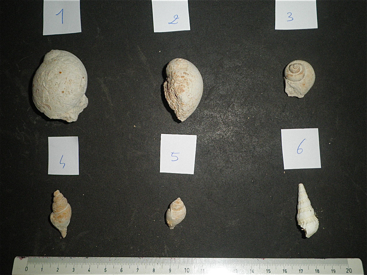 Internal casts - Member Collections - The Fossil Forum