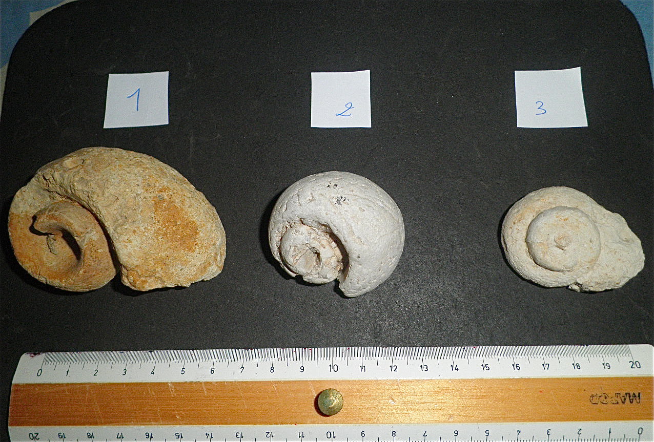 Internal casts - Member Collections - The Fossil Forum