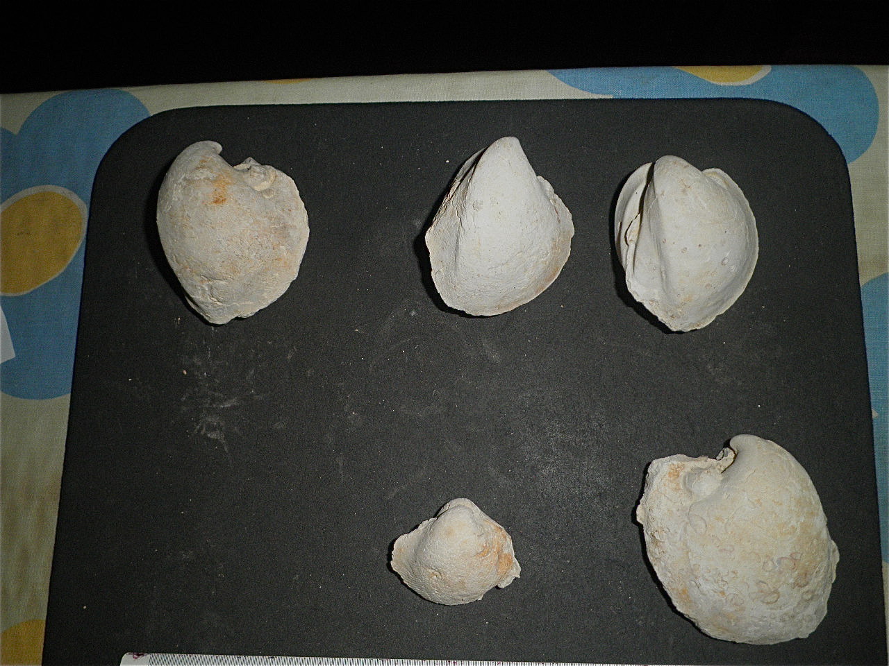 Internal casts - Member Collections - The Fossil Forum