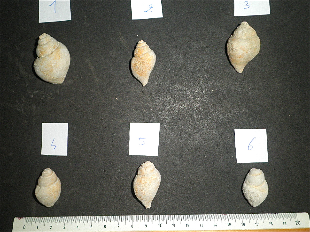 Internal casts - Member Collections - The Fossil Forum