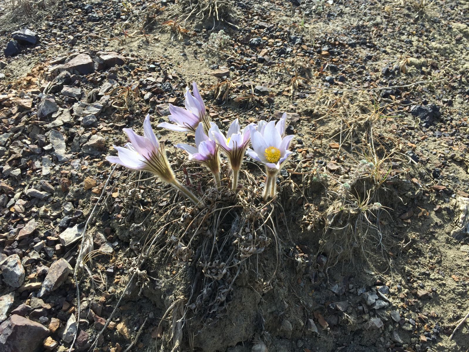 Crocus Flower - Member Collections - The Fossil Forum