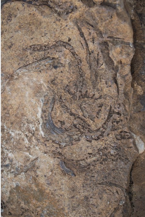 Fossils South Tunisia - The Fossil Forum