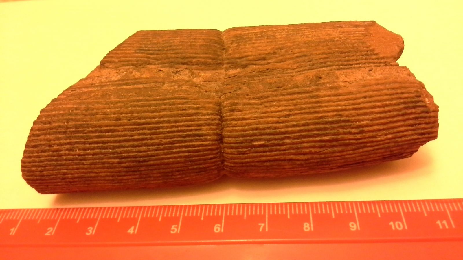 Calamites - Member Collections - The Fossil Forum