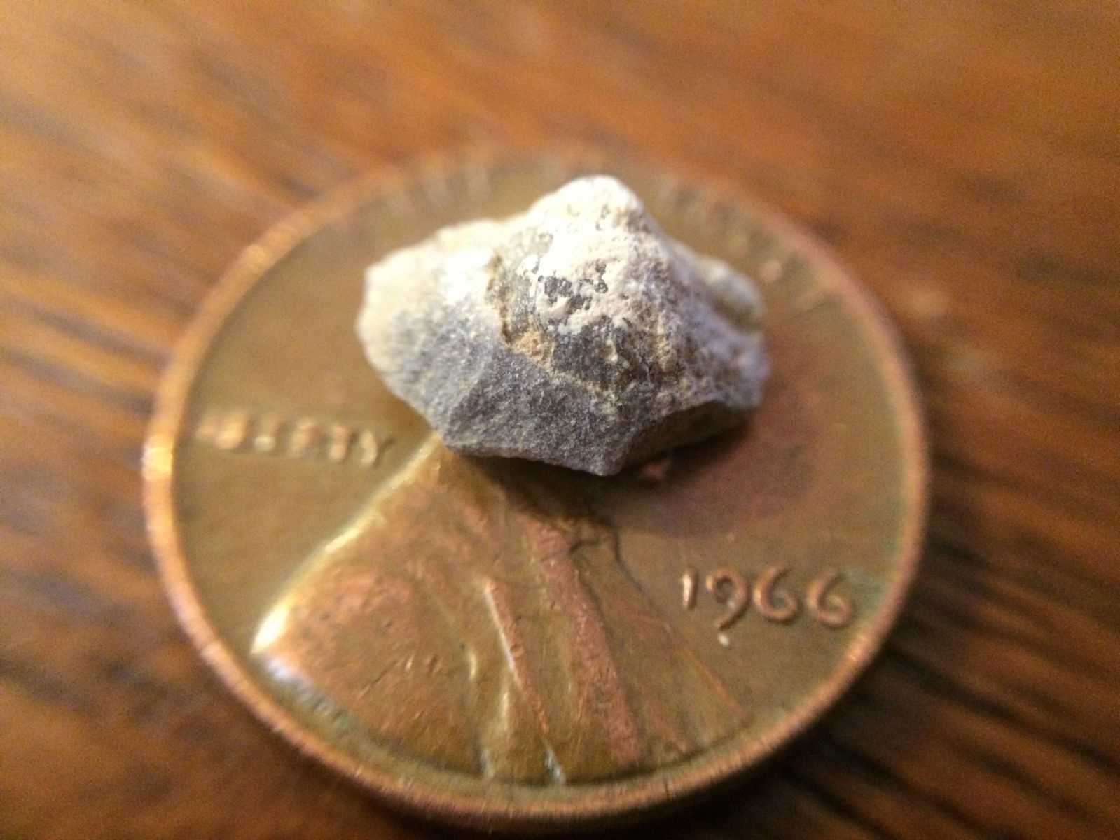 Brach 8 - Member Collections - The Fossil Forum