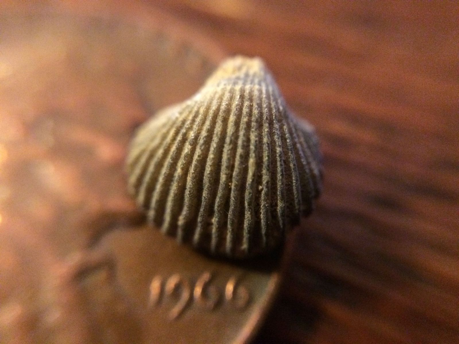 Brach 2 - Member Collections - The Fossil Forum