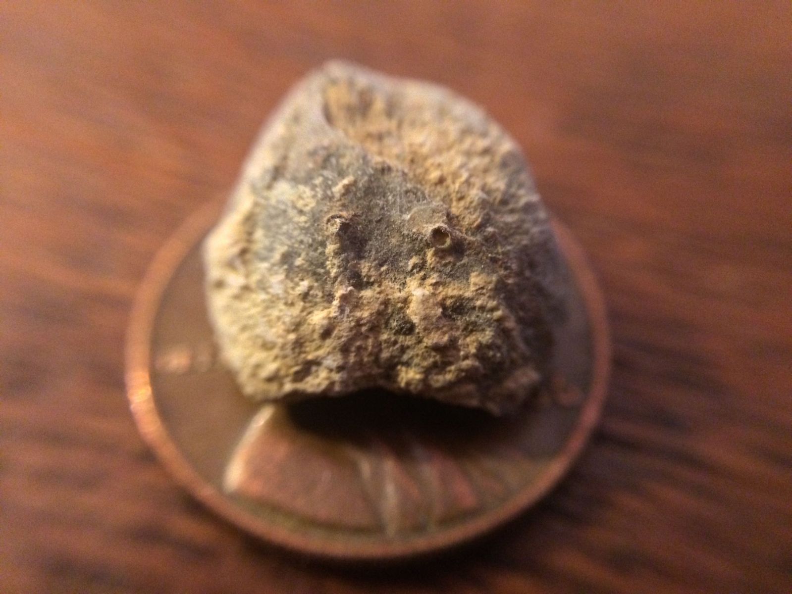 Brach 3 - Member Collections - The Fossil Forum