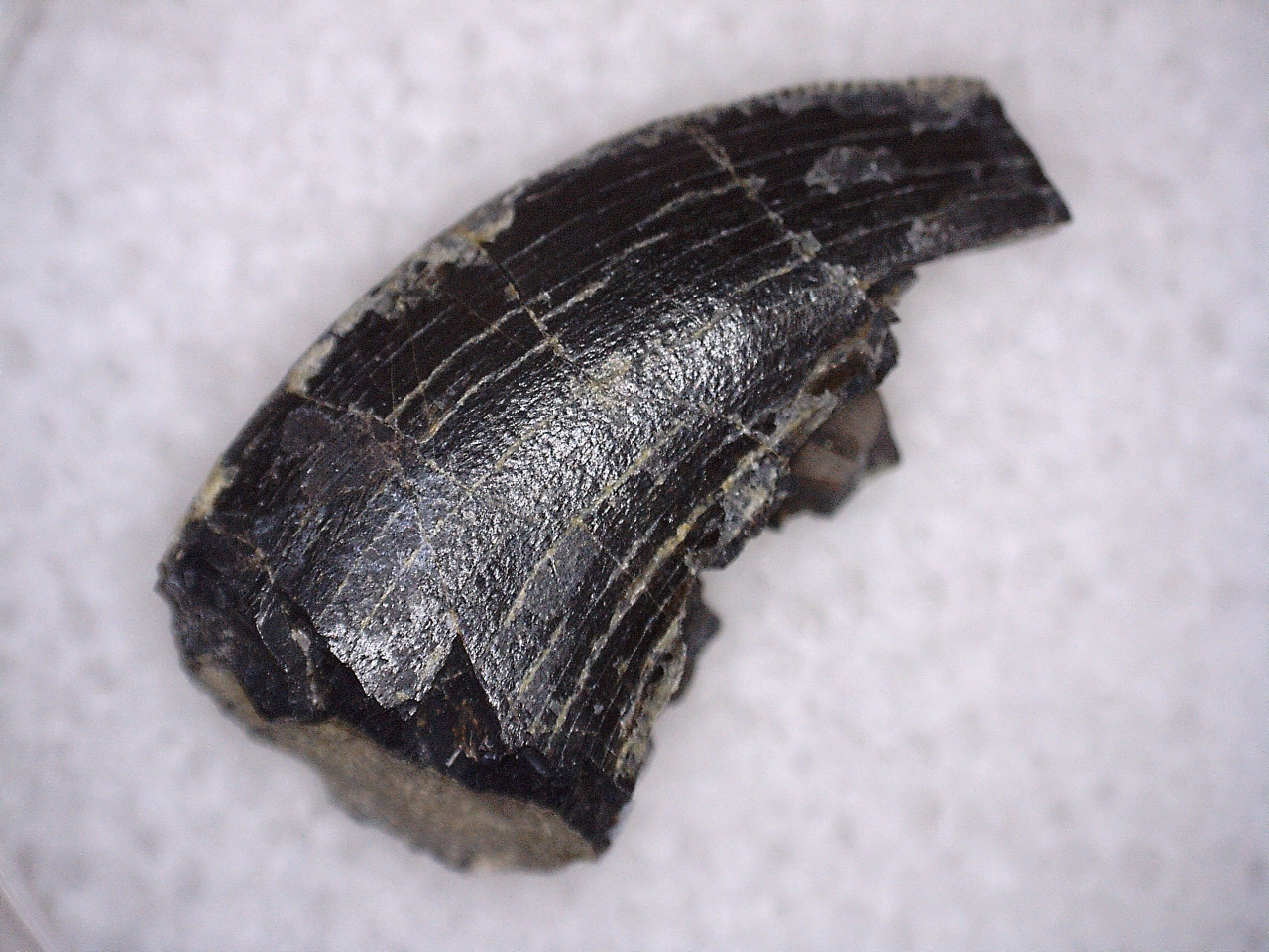 Marshosaurus - Dinosaurs - The Fossil Forum