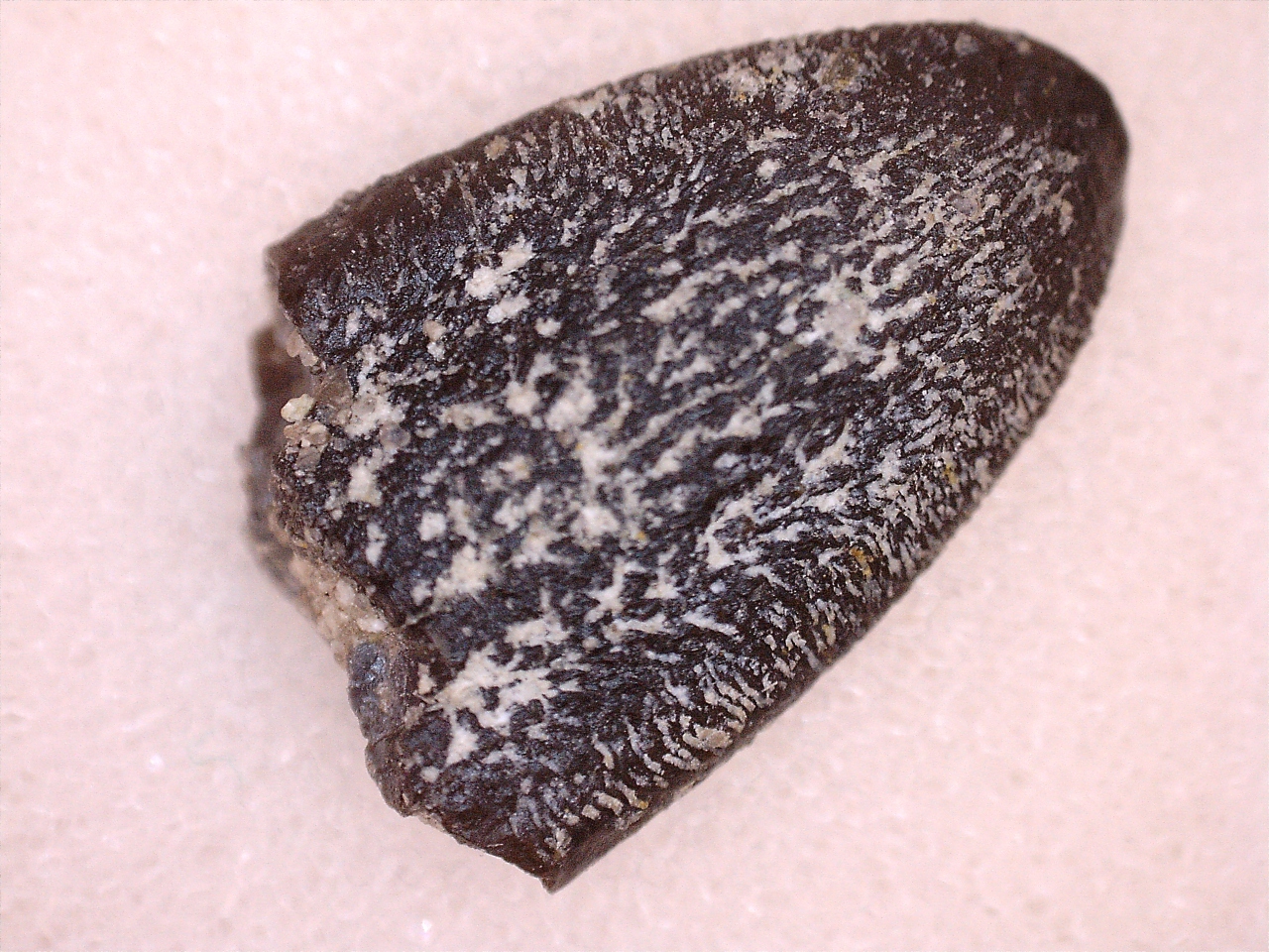 Diplodocid - Dinosaurs - The Fossil Forum