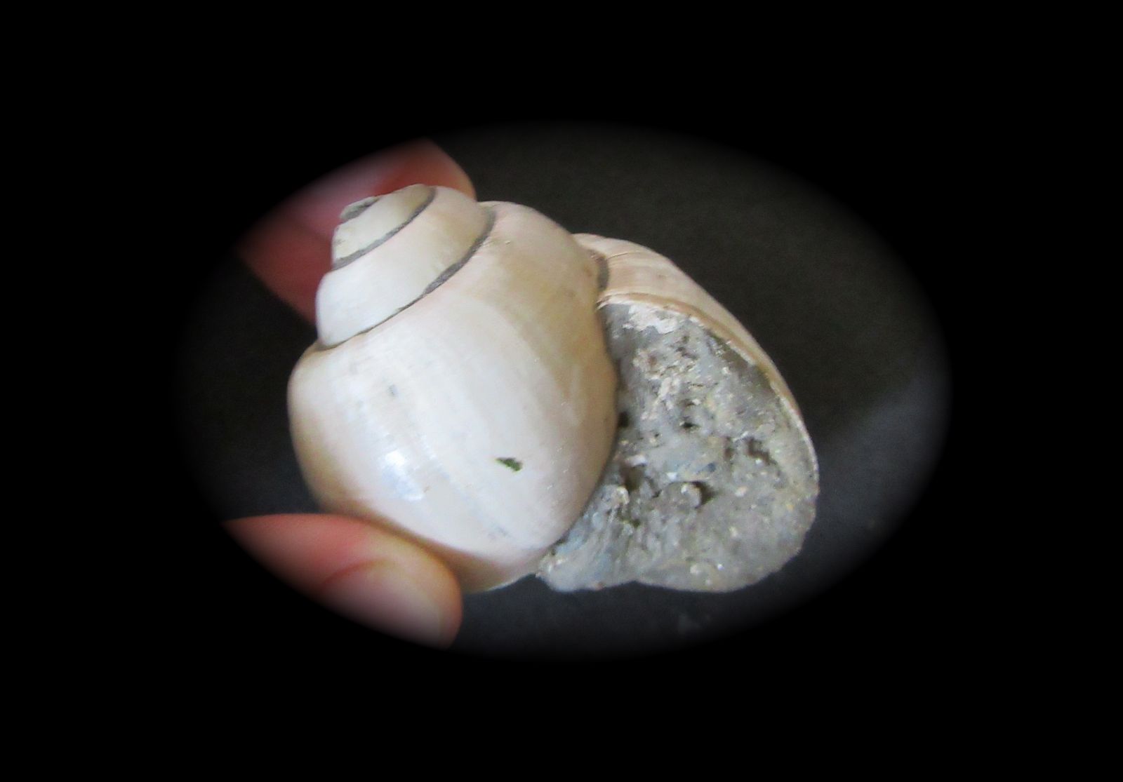 Crommium 3 - Member Collections - The Fossil Forum