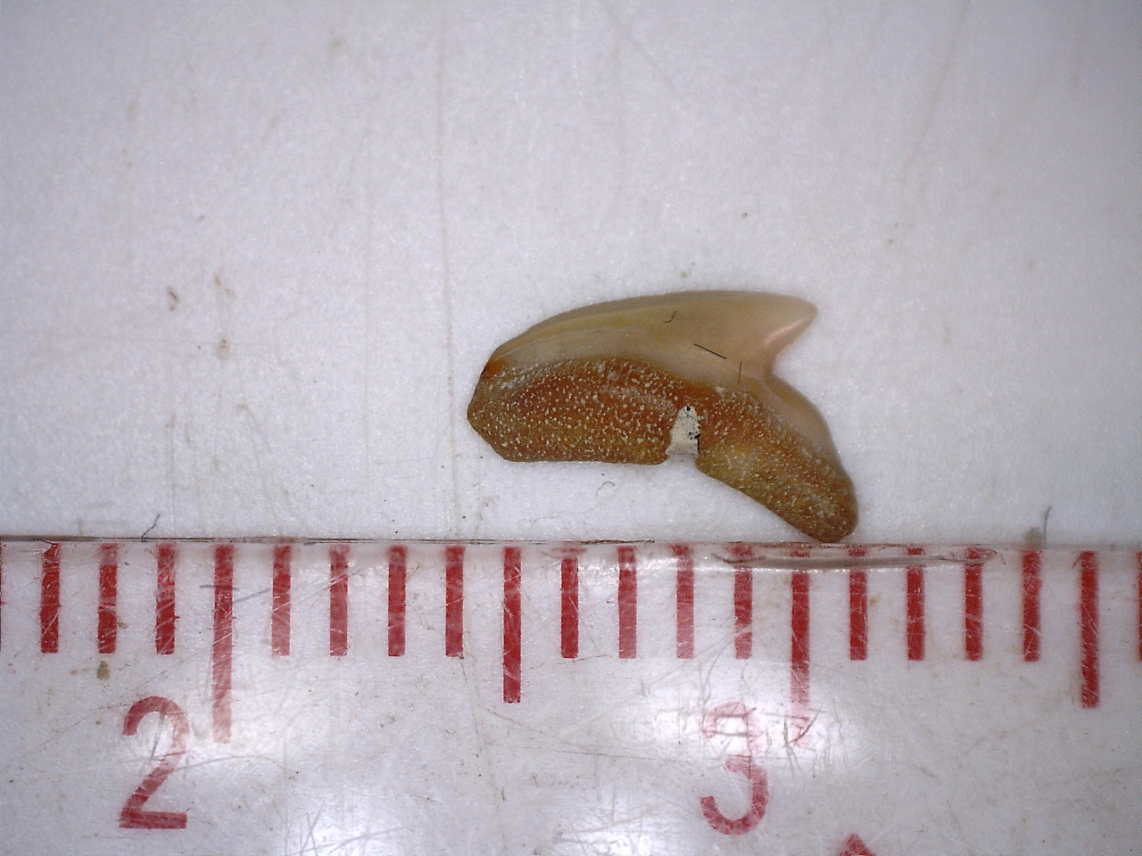 Unidentified shark tooth - Member Collections - The Fossil Forum