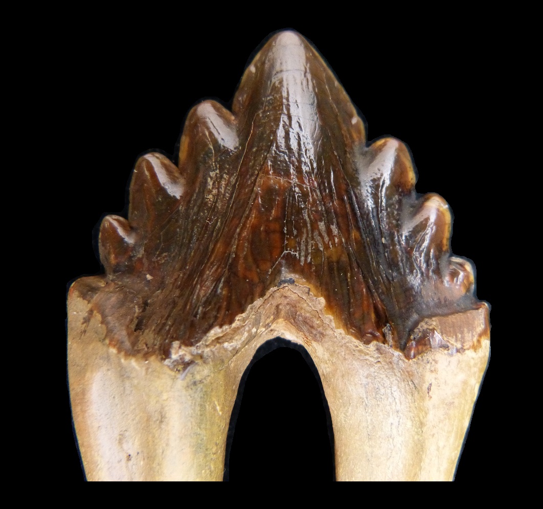 archaeocete whale tooth - Member Collections - The Fossil Forum