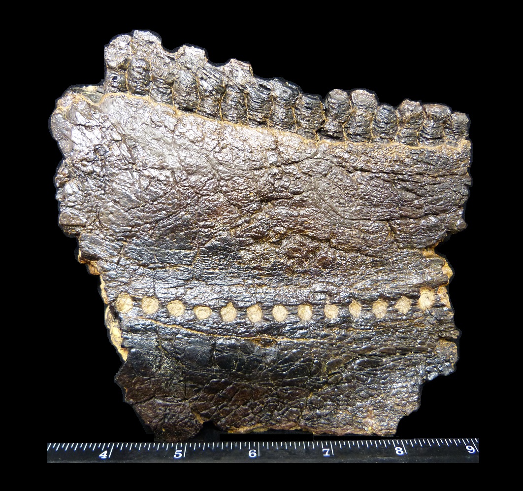 Pic edmontosaurus maxilla - Member Collections - The Fossil Forum