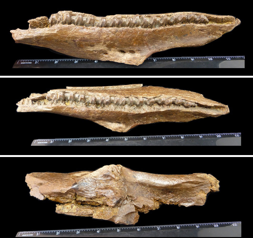edmontosaurus maxilla - Member Collections - The Fossil Forum