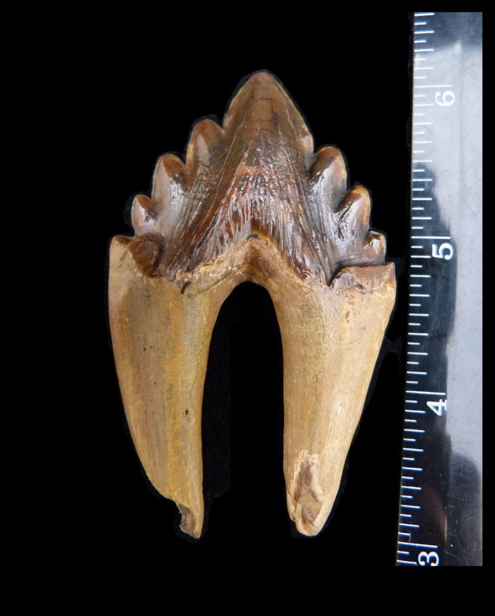 archaeocete whale tooth - Member Collections - The Fossil Forum