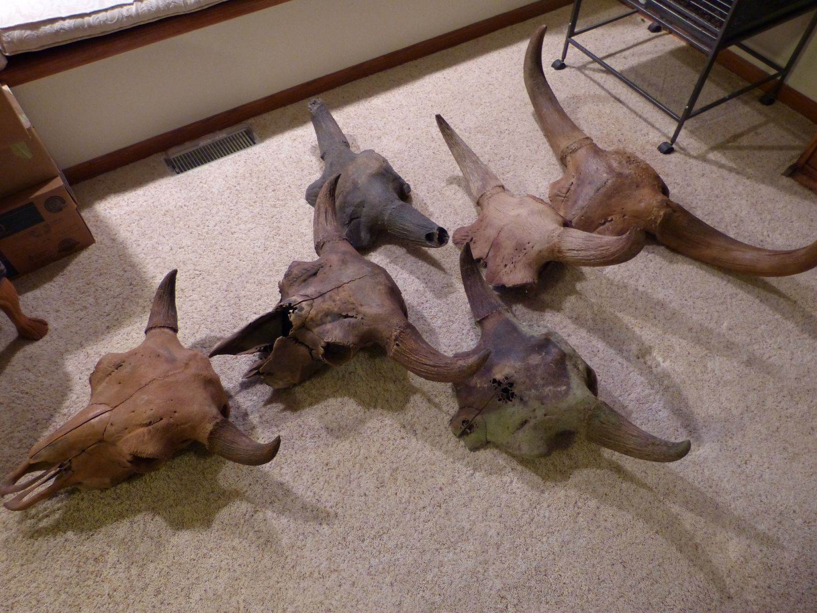 Bison family portrait - Member Collections - The Fossil Forum