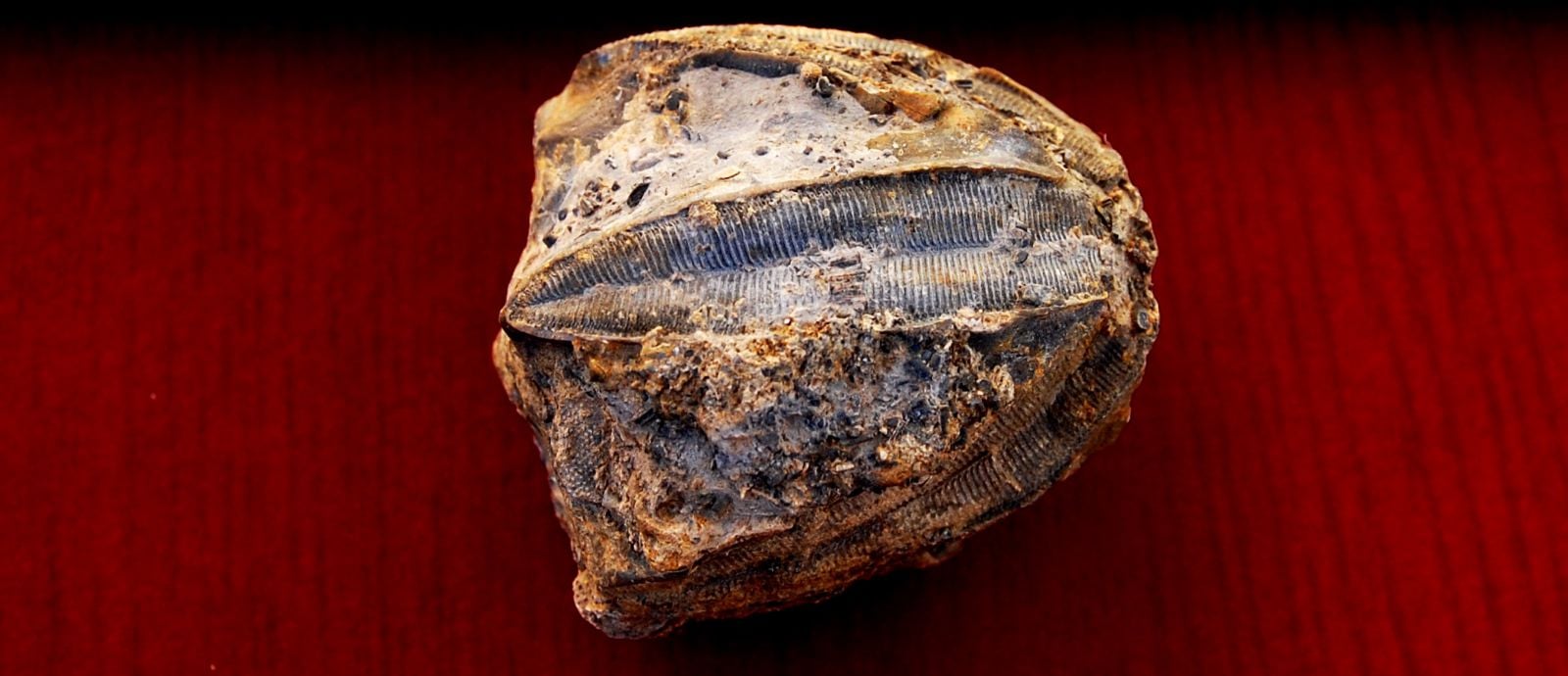 blastoid - Member Collections - The Fossil Forum