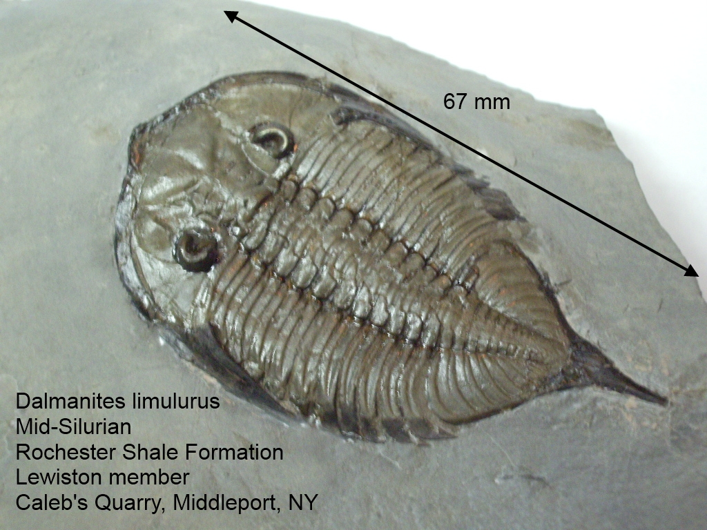 dalmanites - Member Collections - The Fossil Forum