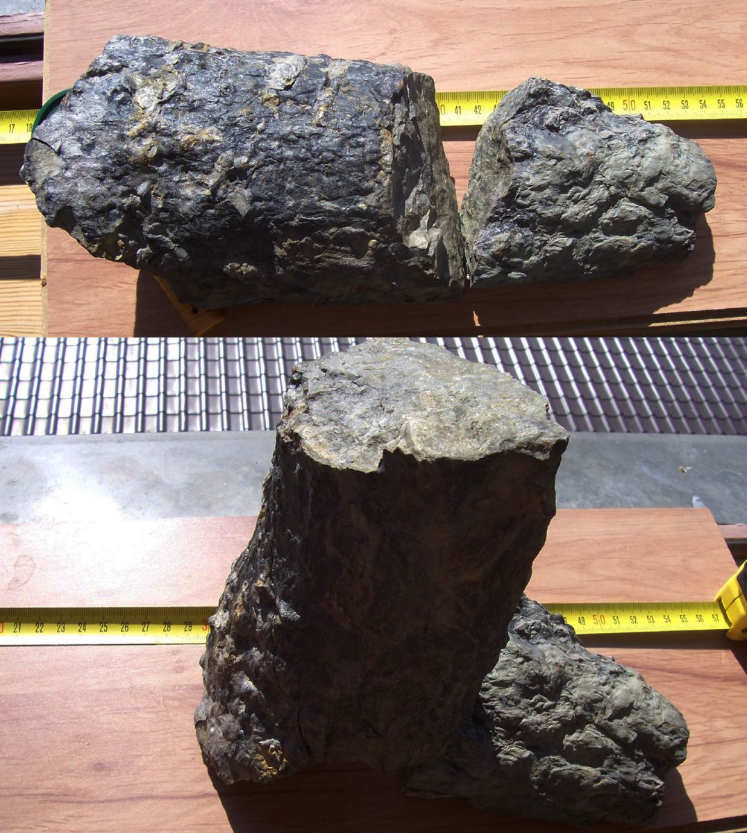 Stigmaria 3D - Member Collections - The Fossil Forum