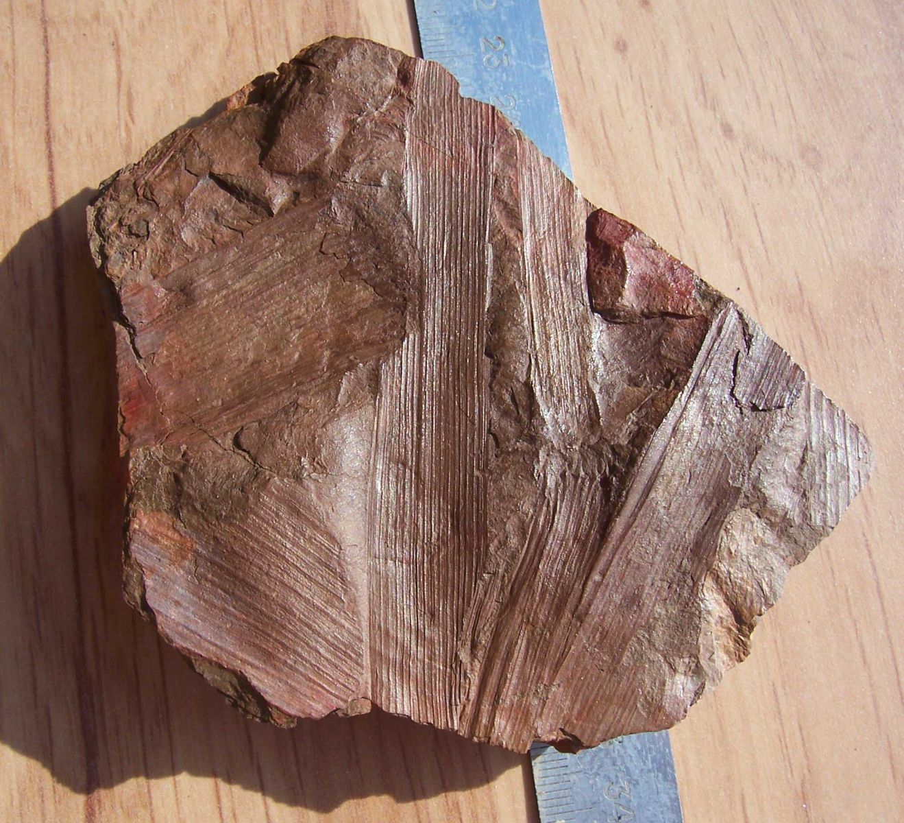Calamites stems - Member Collections - The Fossil Forum
