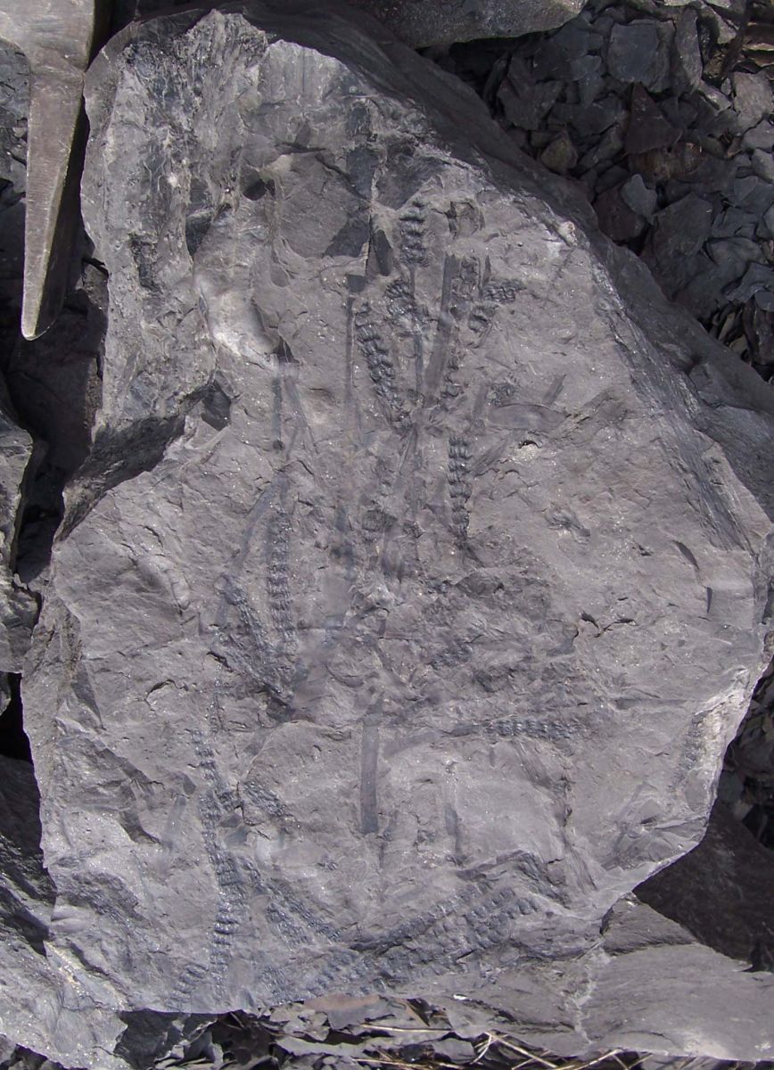Calamostachys cones - Member Collections - The Fossil Forum