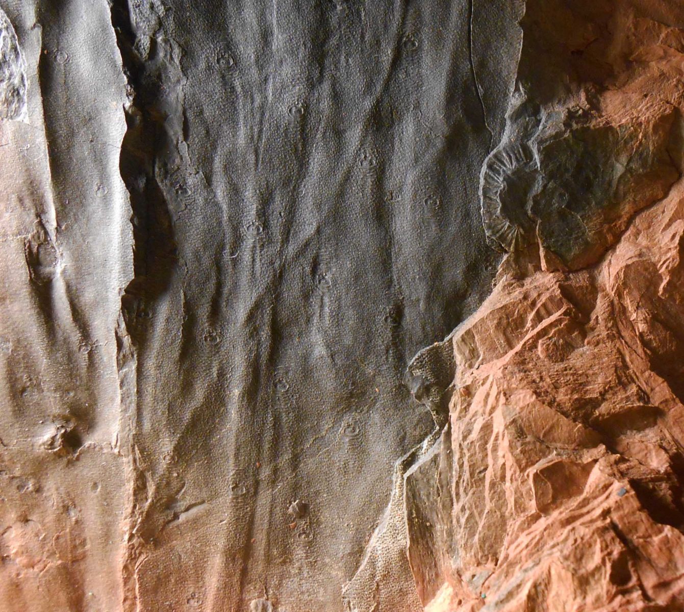 Bothrodendron branch scar - Member Collections - The Fossil Forum