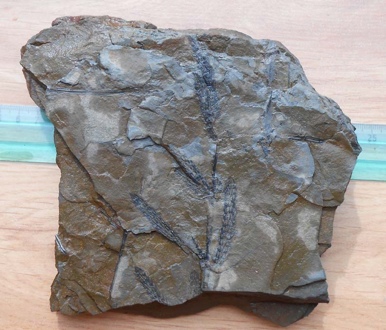 calamostachys - Member Collections - The Fossil Forum