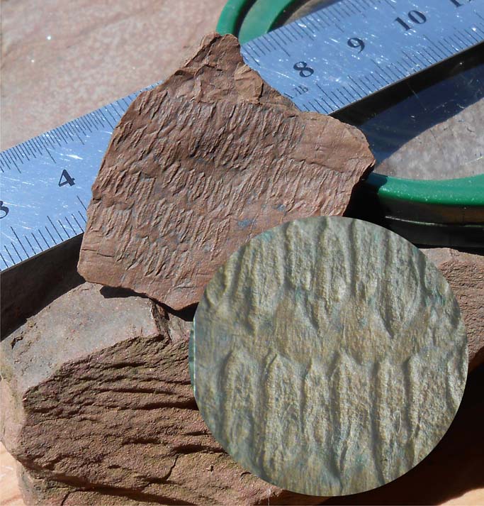 calamites - Member Collections - The Fossil Forum
