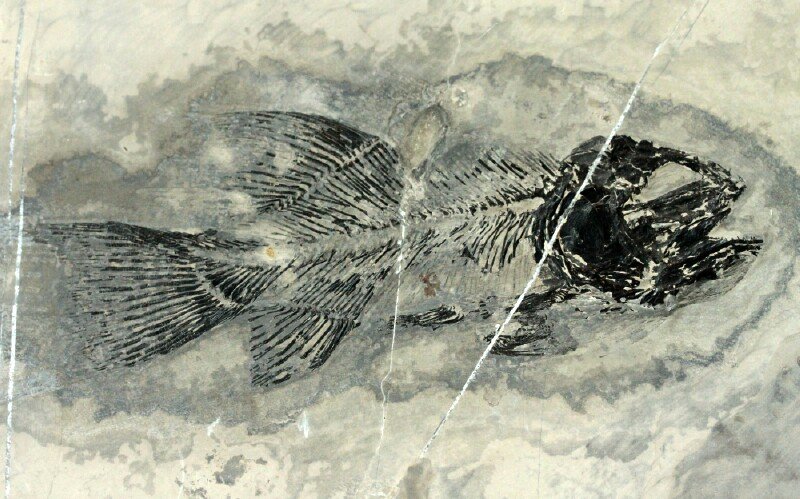 Gymnoichthys inopinatus Tintori et al., 2010 - Member Collections - The ...