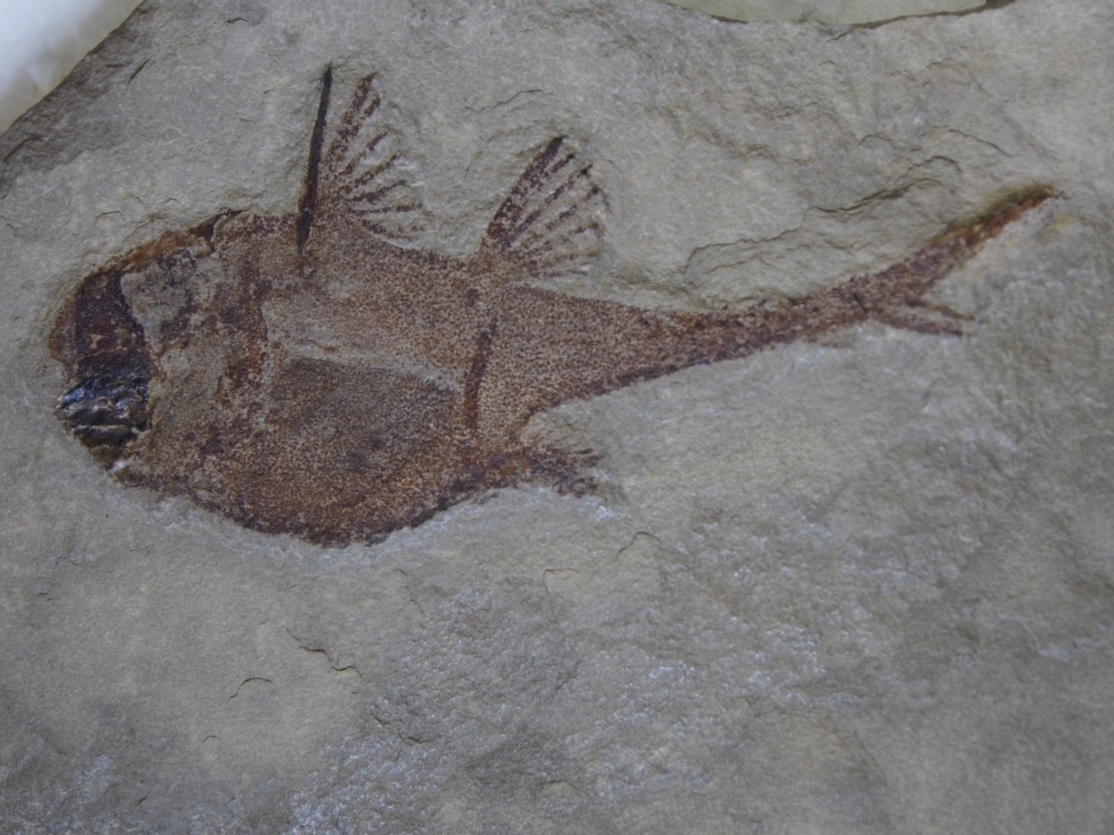 Echinochimaera meltoni Lund, 1977 - a Carboniferous ghost shark or ...