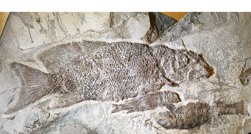 Paralepidotus ornatus (Agassiz, 1833) - Member Collections - The Fossil ...
