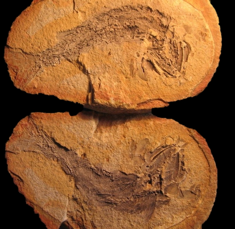 Triassic Fish from Madagascar - Member Collections - The Fossil Forum