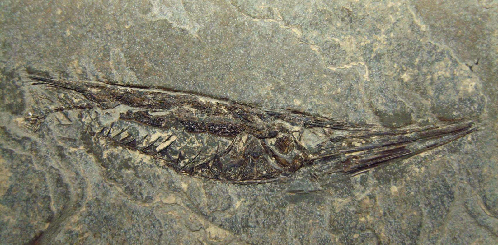Aeoliscus sp. - Member Collections - The Fossil Forum