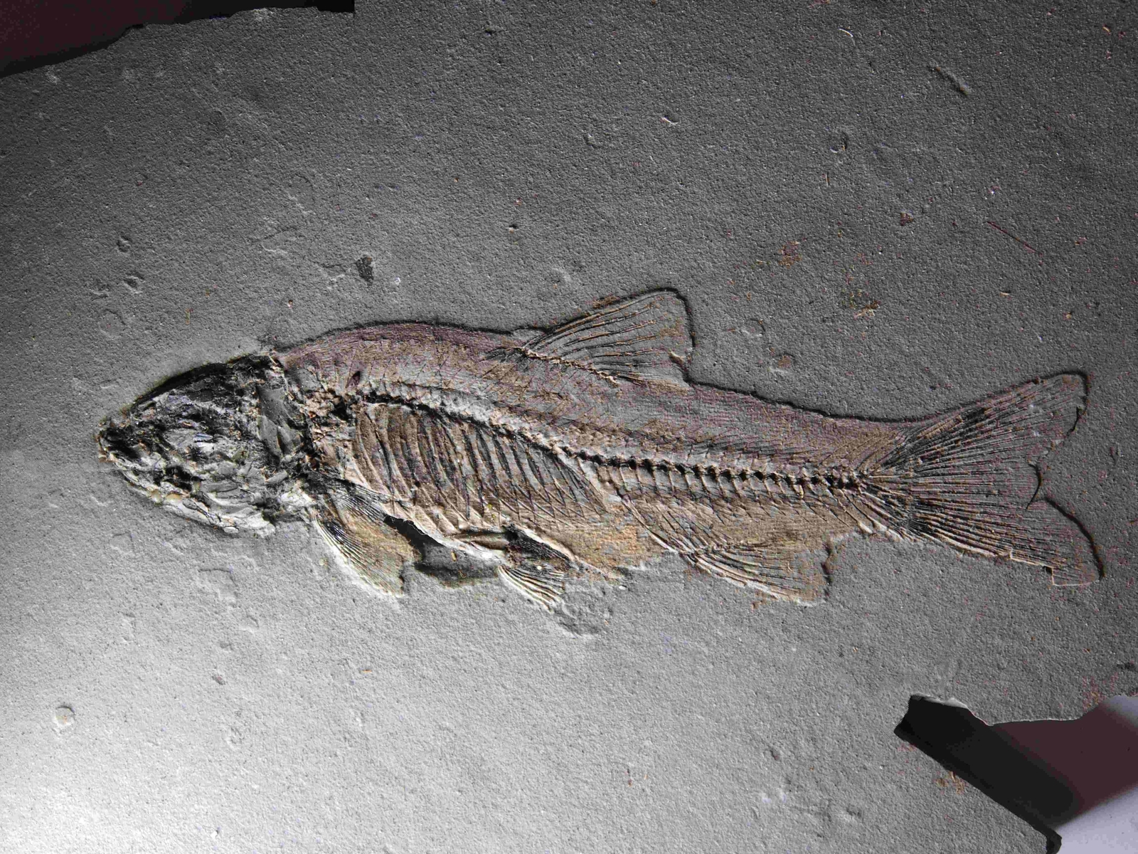 Tinca pliocaenica - Member Collections - The Fossil Forum