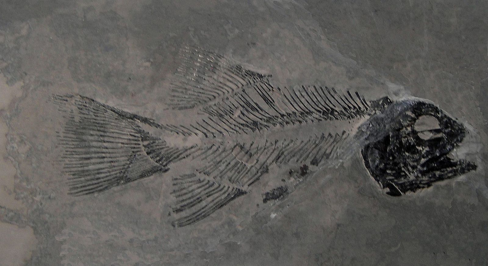Gymnoichthys inopinatus Tintori et al., 2010 - Member Collections - The ...