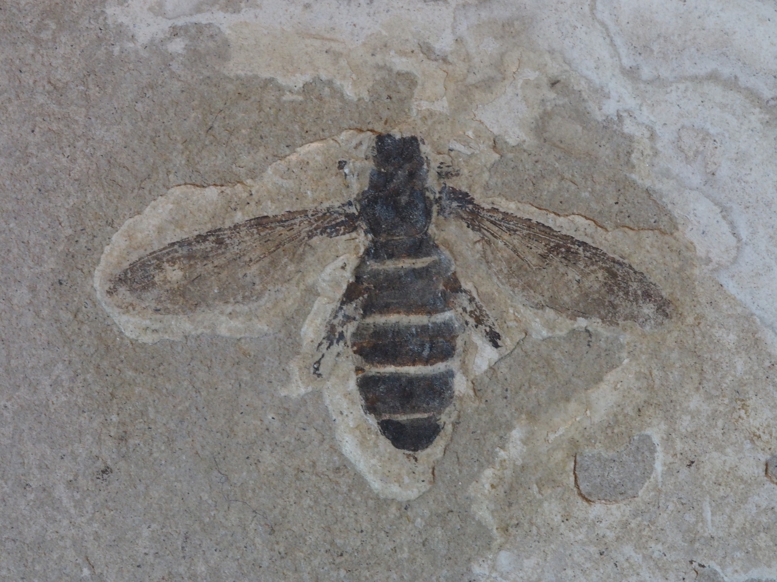 Diptera non det., Tabanoidea - Member Collections - The Fossil Forum