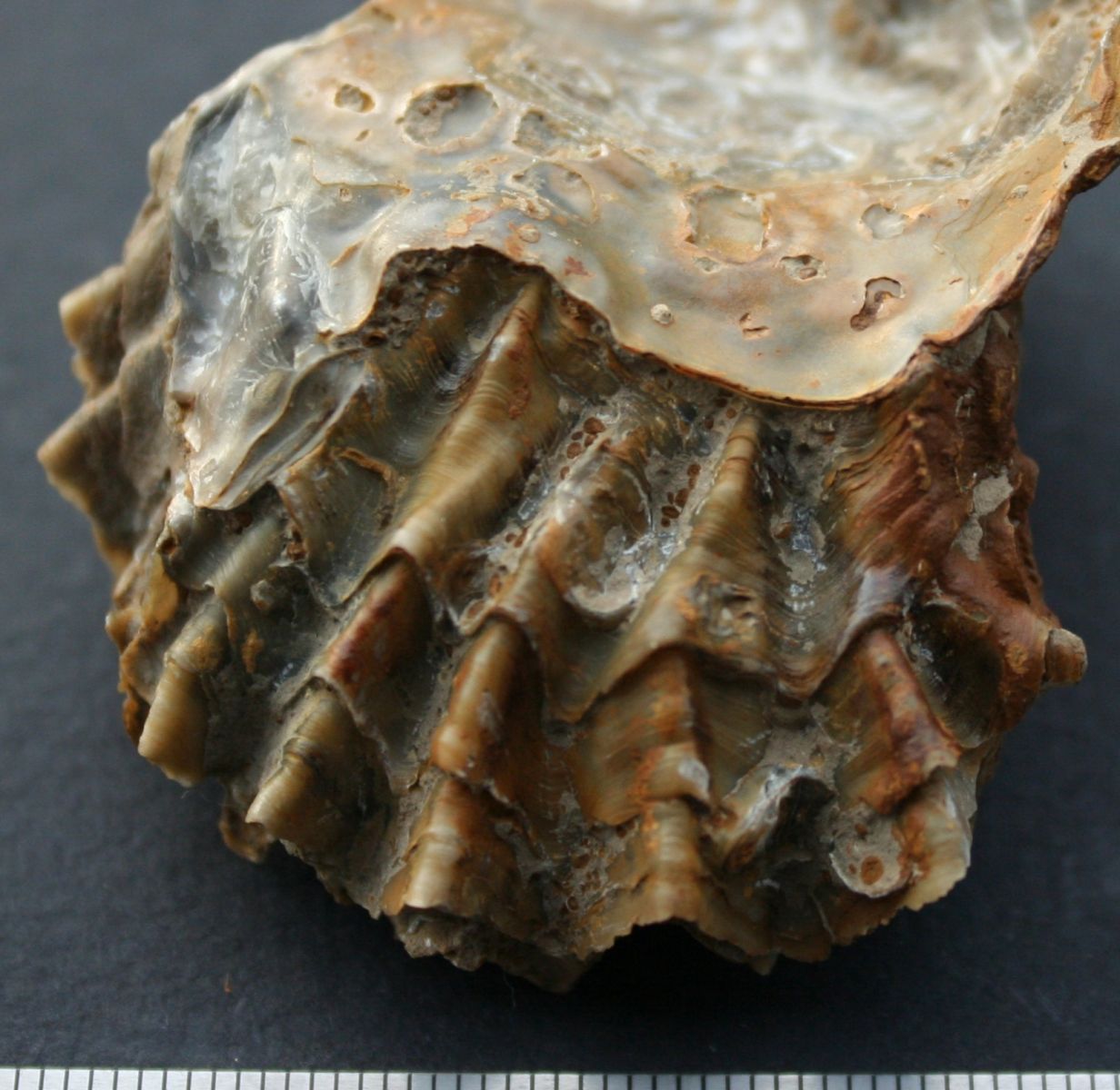 Lopha marshii Oxfordian Villers sur mer Normandy France - Member ...