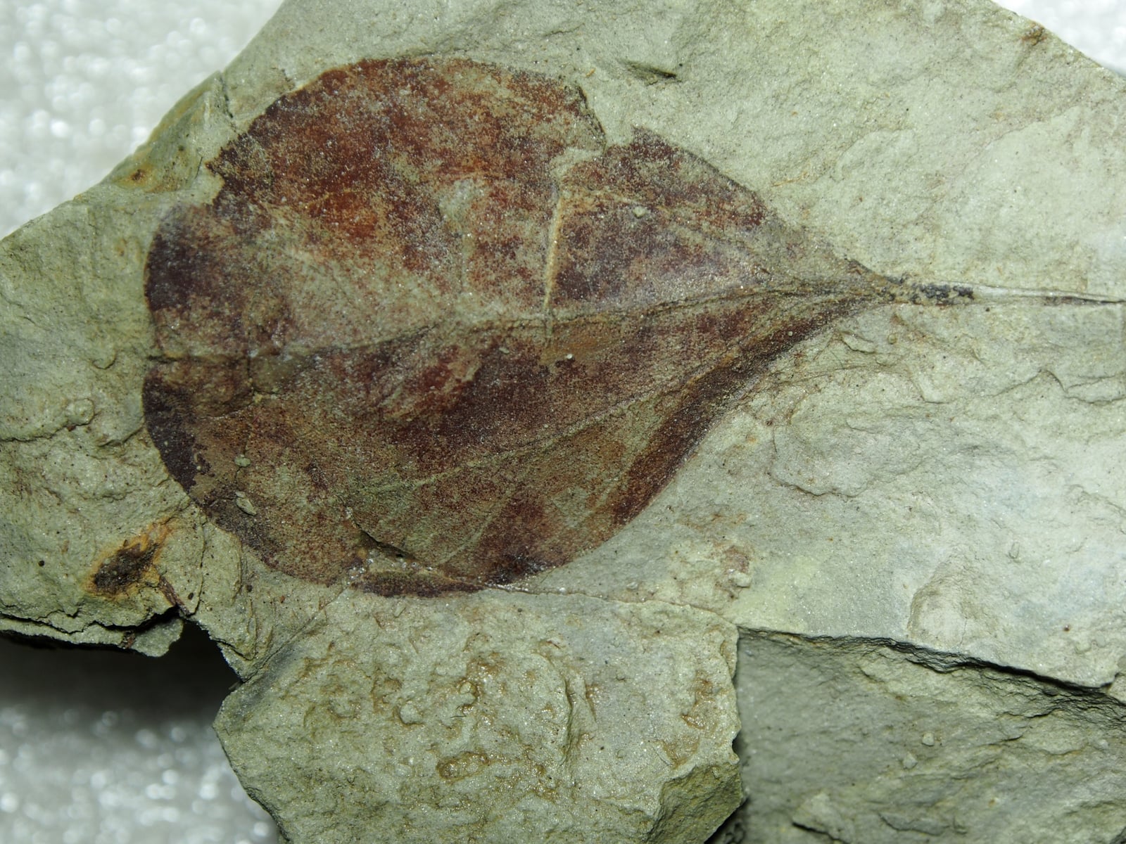 Cinnamomum polymorphum (A. Braun, 1845) Heer sensu Hantke - Member ...