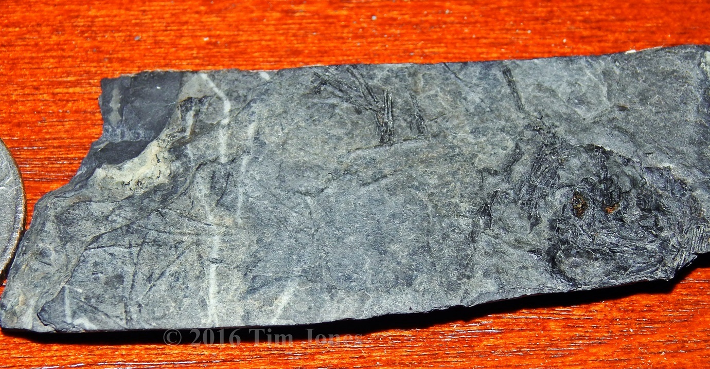 Diplurus skull and dorsal fin. - Member Collections - The Fossil Forum